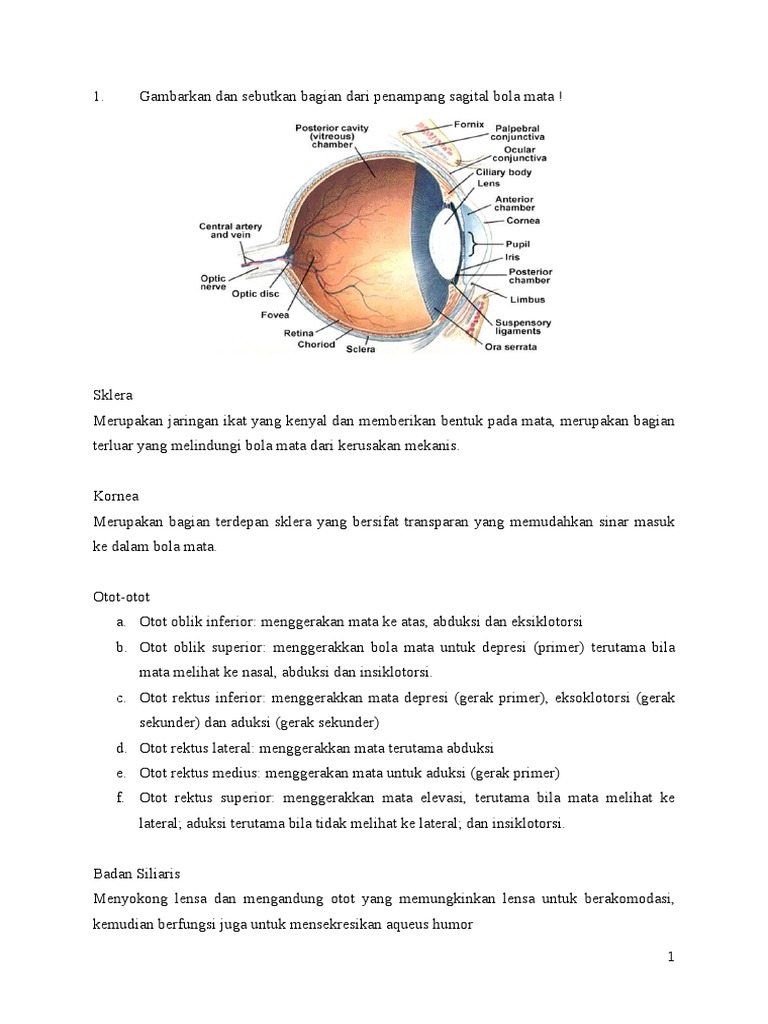 Catatan Koas Mata PDF | PDF