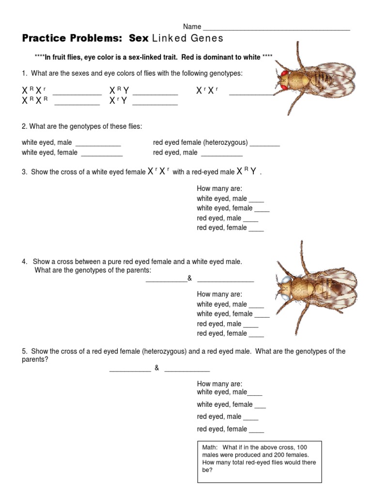 Practice Problems: Sex Linked Genes: X X X Y X X X X X Y | PDF | Genotype | Zygosity