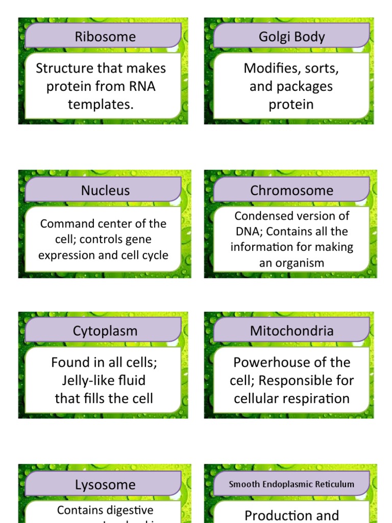 Cell Organelle Cards | PDF | Cell Nucleus | Cell (Biology)