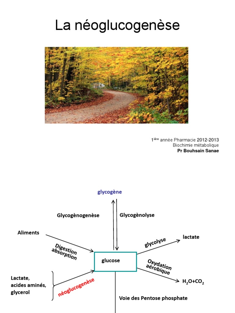 La Néoglucogenèse | PDF | Glycolyse | Processus cellulaires