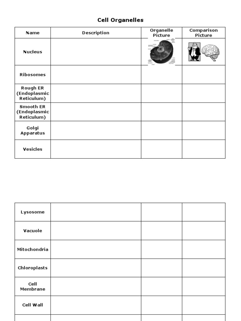 Cell Organelles Chart | PDF | Wellness | Science & Mathematics