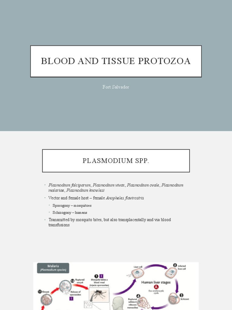 Blood and Tissue Protozoa | PDF | Malaria | Plasmodium Falciparum