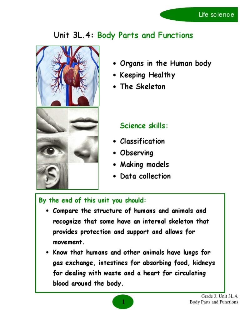 Unit 3L.4:: Body Parts and Functions | PDF | Human Body | Skeleton