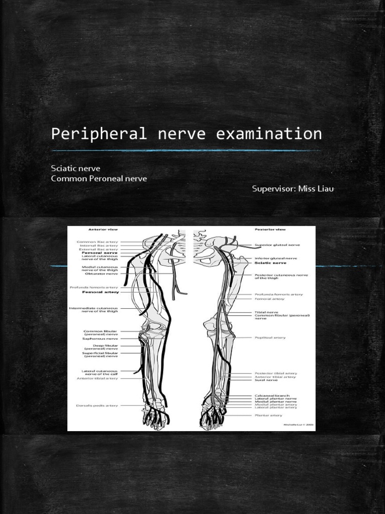 Peripheral Nerve Injury Overview | PDF | Nervous System ...