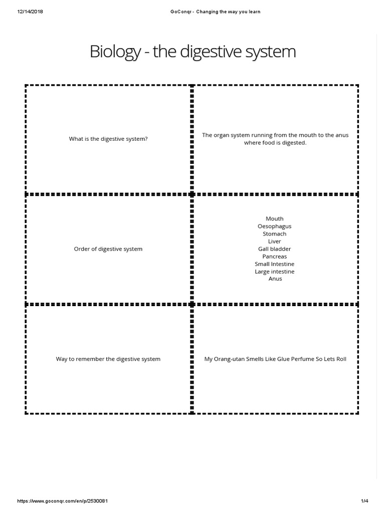 Biology - The Digestive System - Flashcards | PDF | Human Digestive ...