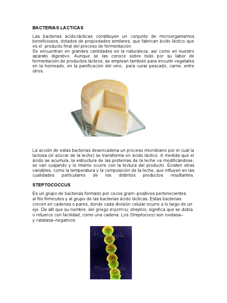 Bacterias Lacticas | PDF | Las bacterias | Biología