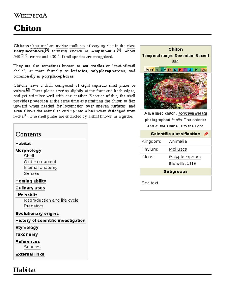 Chiton Chitons / Polyplacophora | PDF | Zoology | Organisms