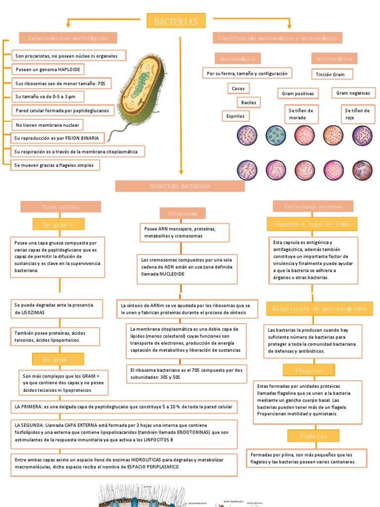 Mapa Conceptual de Bacterias | PDF | Las bacterias | Citoplasma