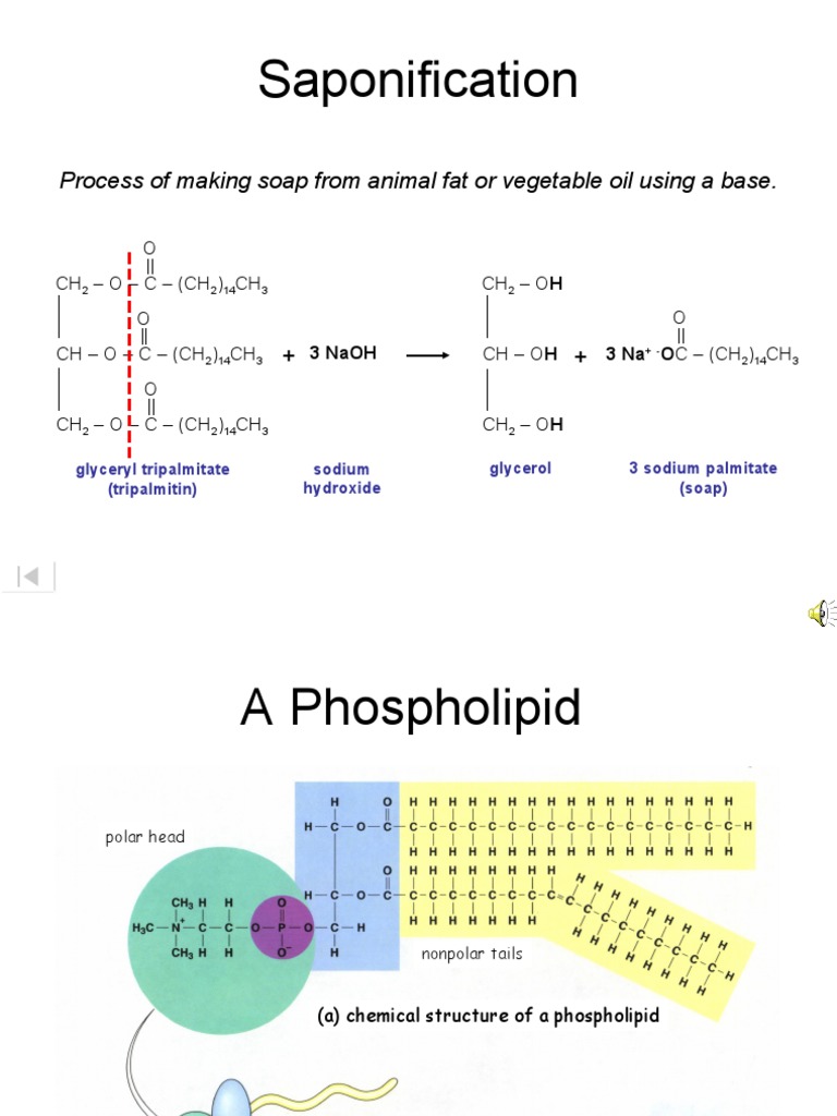Saponification: Process of Making Soap From Animal Fat or Vegetable Oil ...
