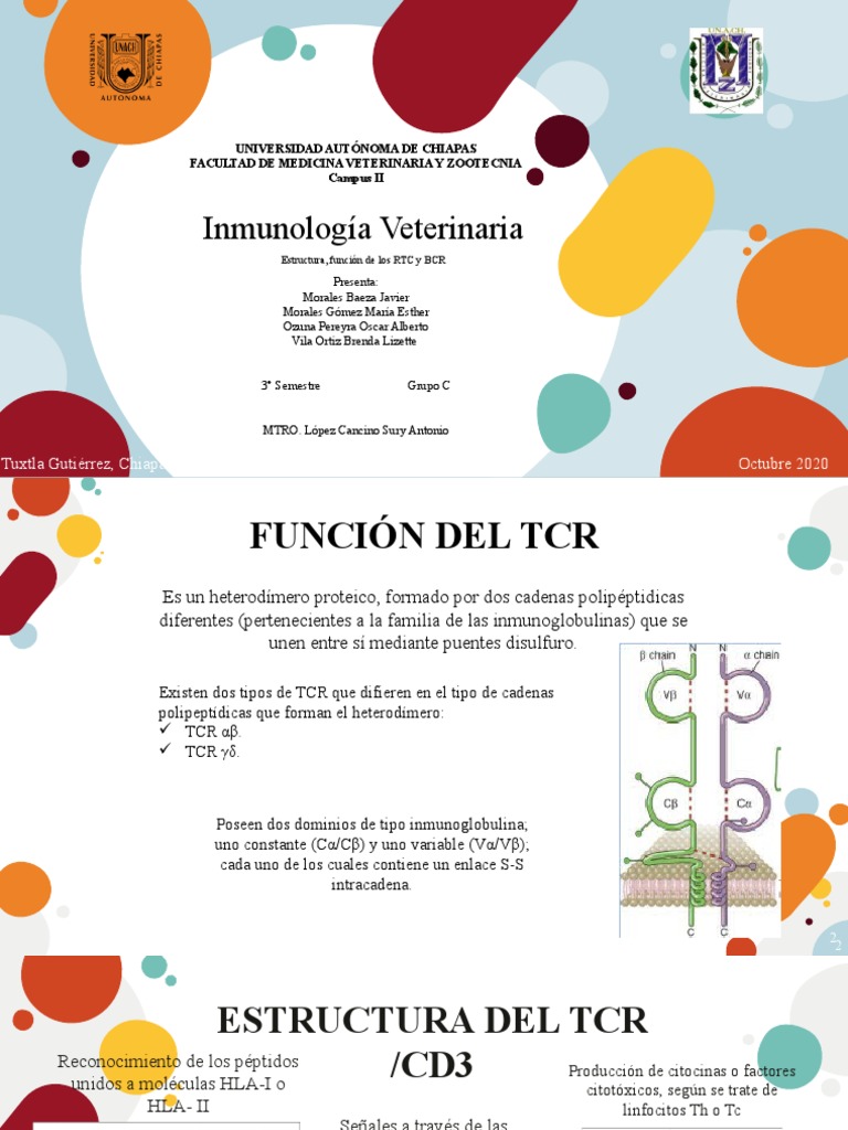 TCR y BCR | PDF | Célula T | Célula B