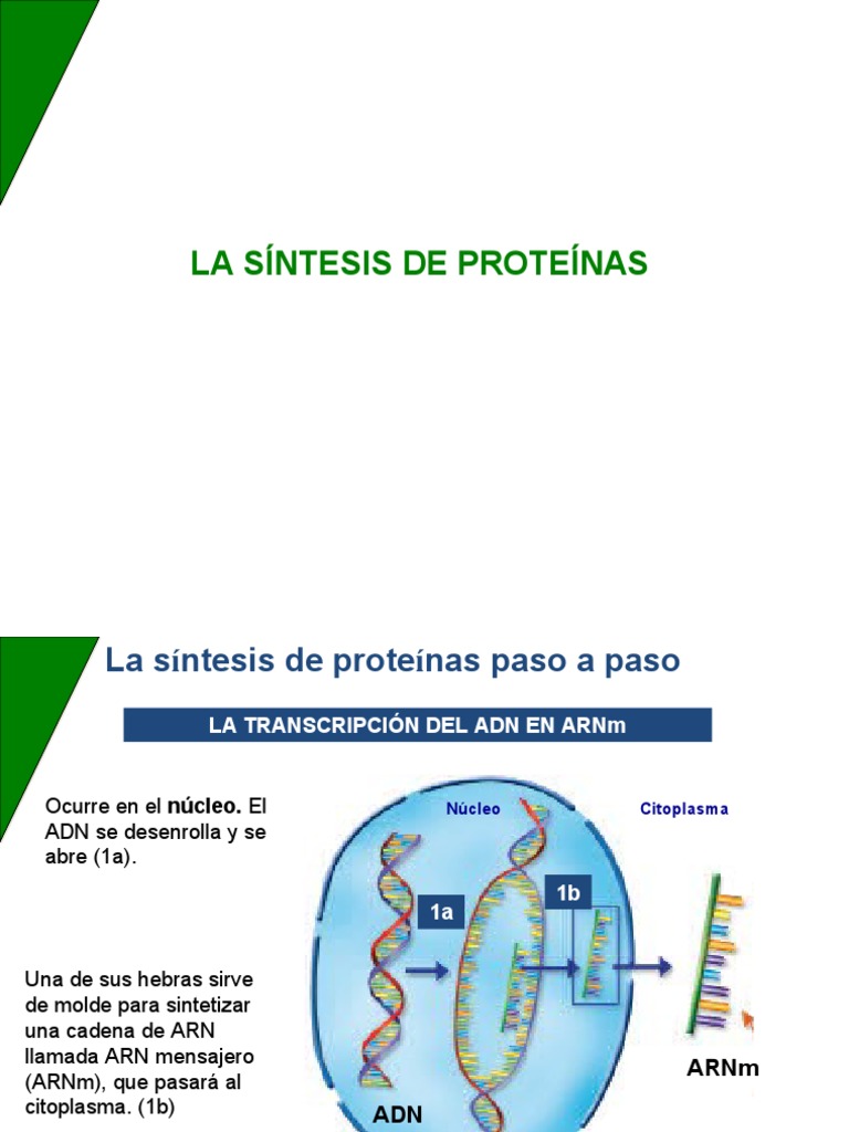 Síntesis de Proteínas: Proceso y Pasos | PDF | Traducción (biología ...