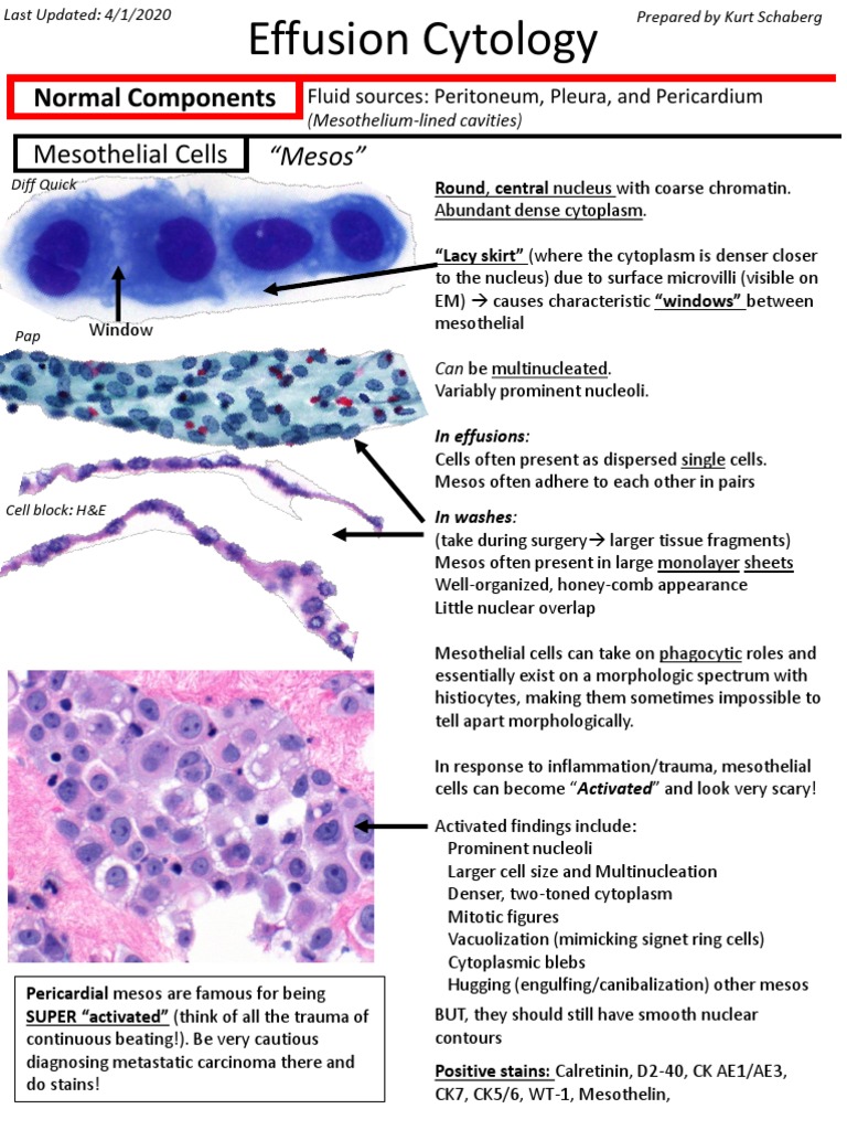 Effusion Cytology 2 | PDF | Medical Specialties | Biology