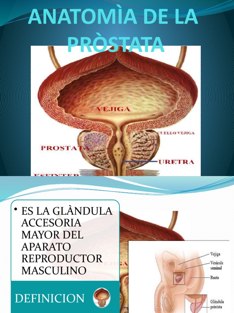 Anatomìa de La Pròstata | PDF | Próstata | Músculo