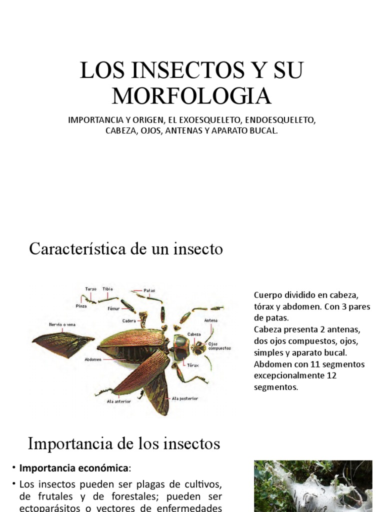 Morfología Del Insecto | PDF | Insectos | Artrópodos