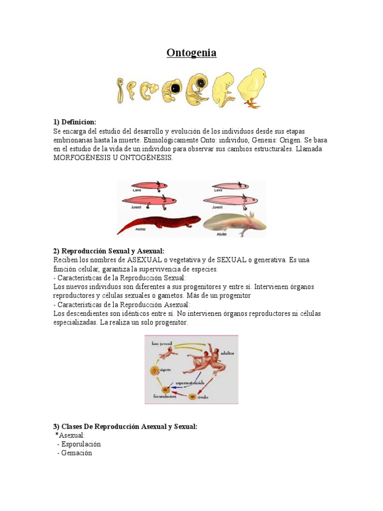 Definición y Ejemplos de Ontogenia | PDF | Reproducción | Filogenética