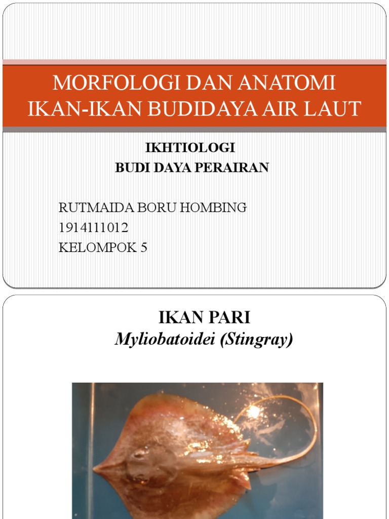 Morfologi Dan Anatomi Ikan-Ikan Budidaya Air Laut | PDF