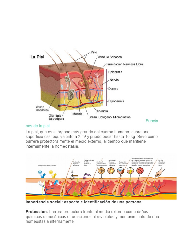 Funciones de La Piel | PDF | Piel | Epidermis