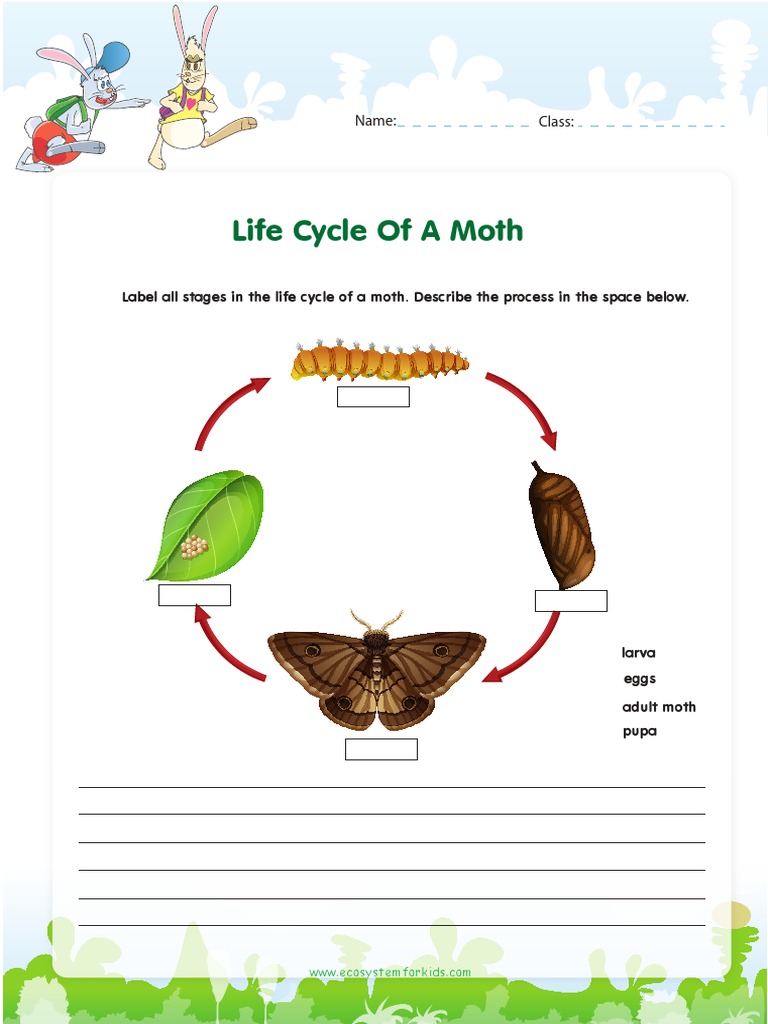 Moth Life Cycle | PDF