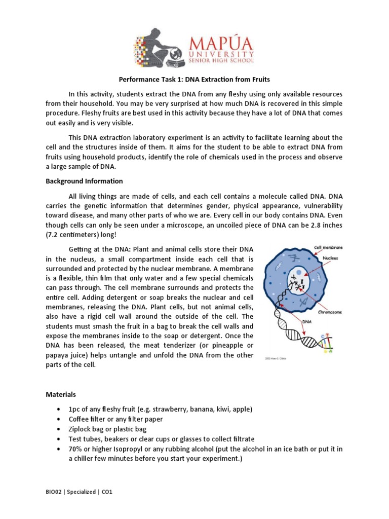 Performance Task 1: DNA Extraction From Fruits: BIO02 - Specialized ...