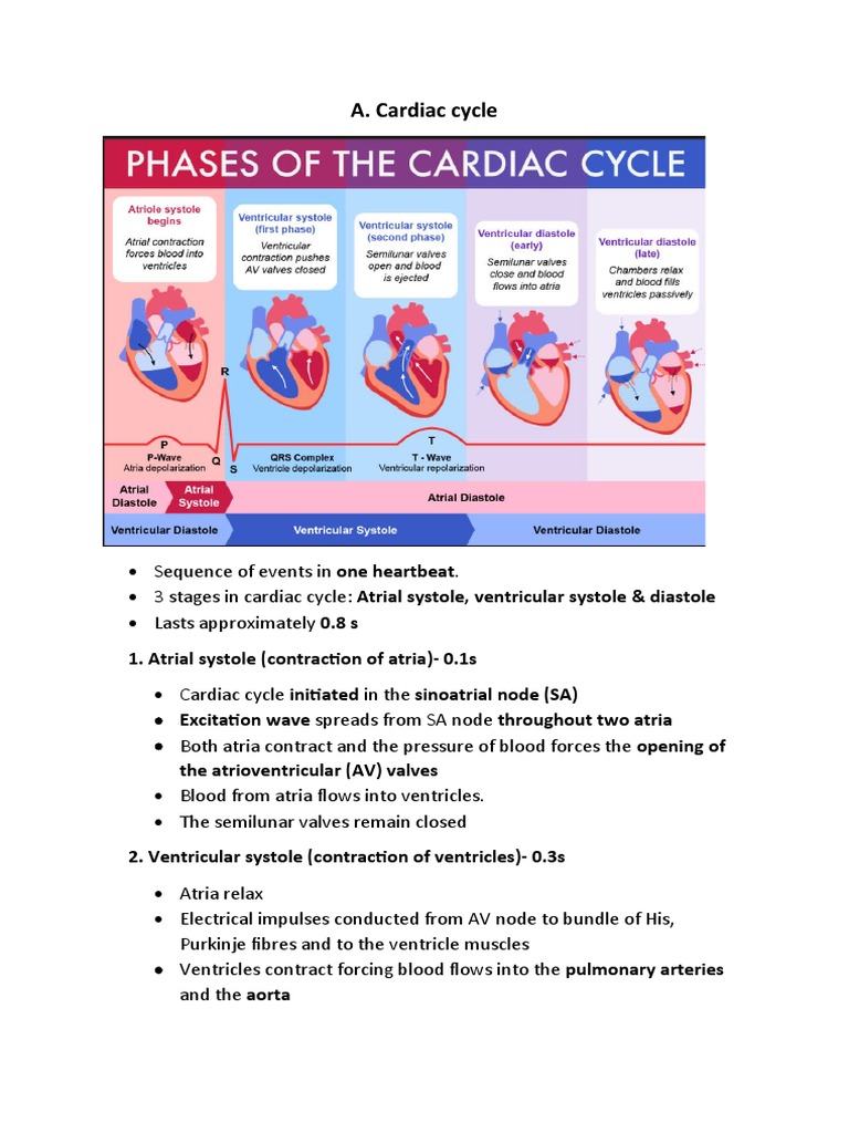 A. Cardiac Cycle: 1. Atrial Systole (Contraction of Atria) - 0.1s | PDF ...