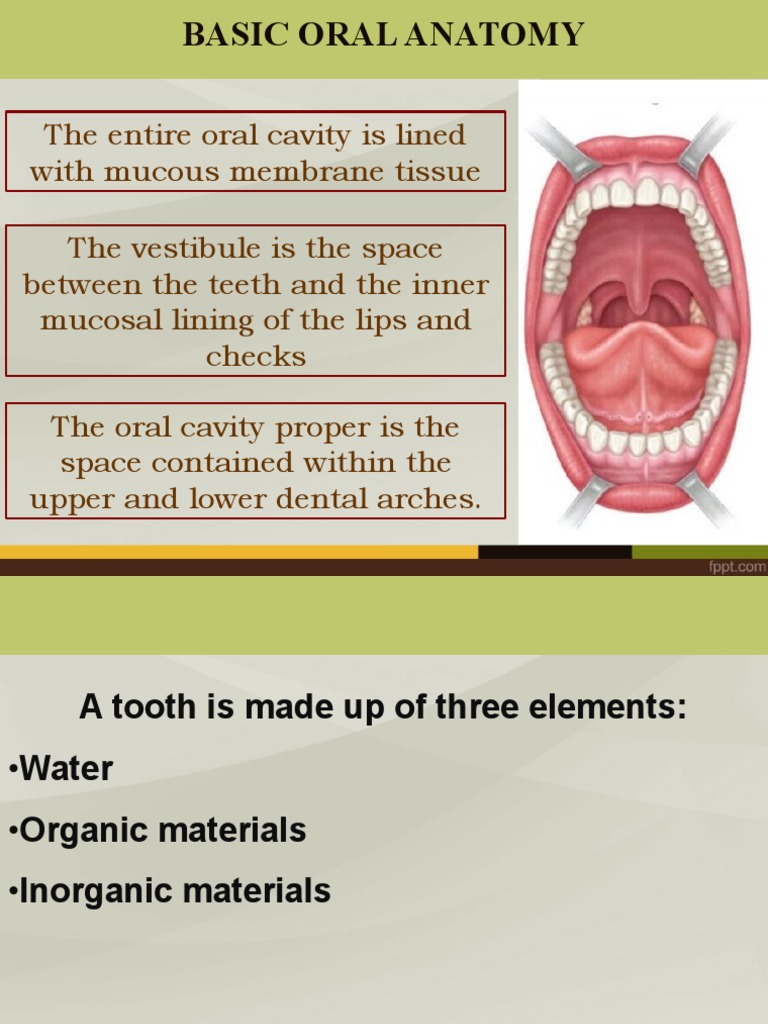 Oral Anatomy | PDF | Dentin | Human Tooth