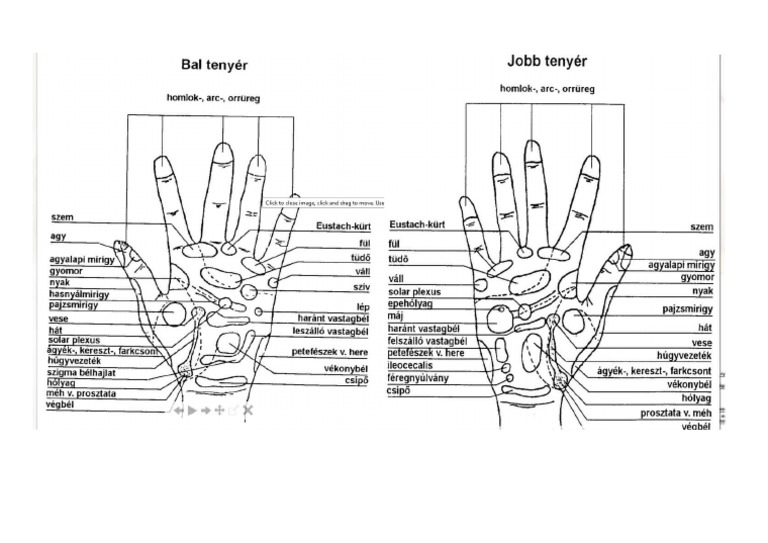 A Tenyér Zónái | PDF