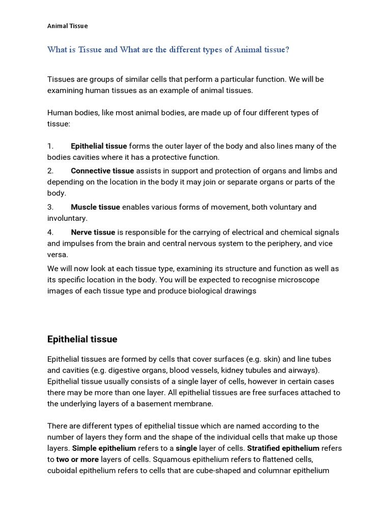 Animal Tissue | PDF | Epithelium | Tissue (Biology)