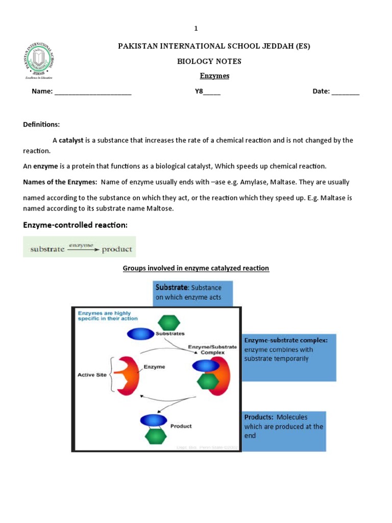 Enzymes Notes | PDF | Enzyme | Dna