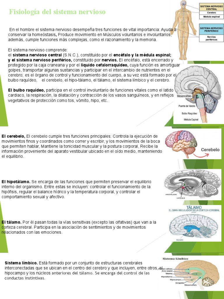Actividad 3 CN9 | PDF | Sistema nervioso central | Cerebro