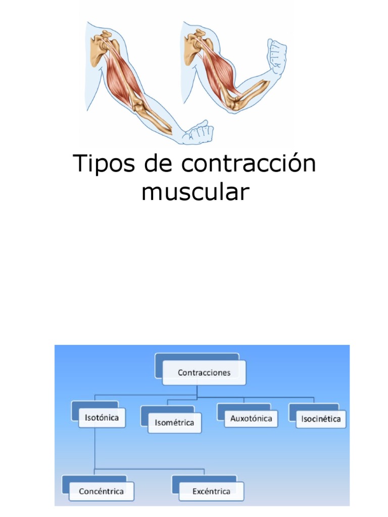 Tipos de Contraccion Muscular | PDF Tipos de Contraccion Muscular | PDF