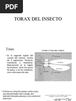 Evolución de Insectos: Cronología y Origen | PDF | Insectos | Escala de ...