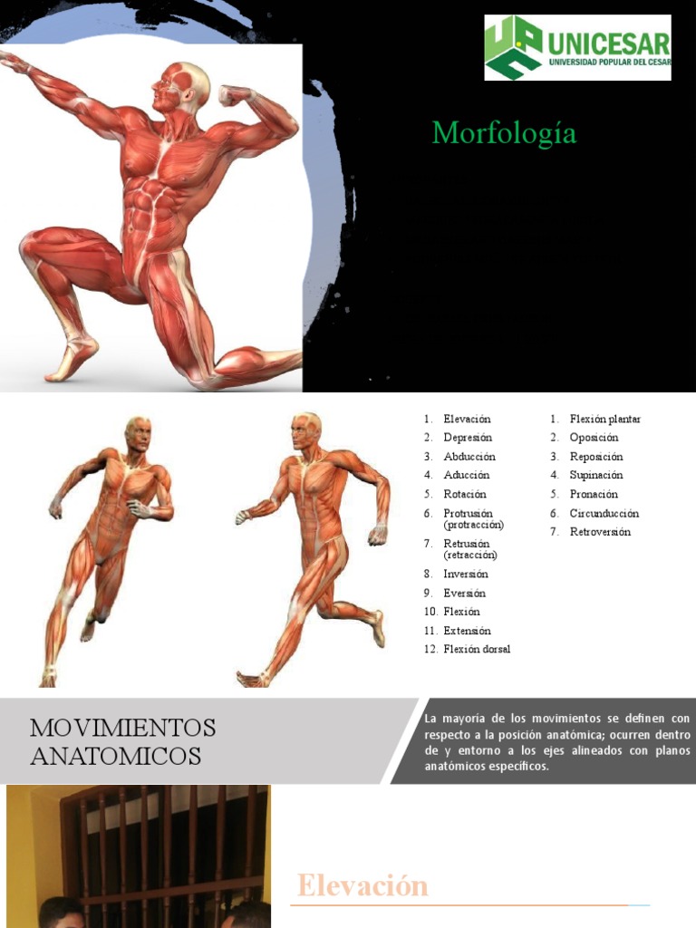 Movimiento Anatomicos Terminado 1 | PDF | Mano | Pie