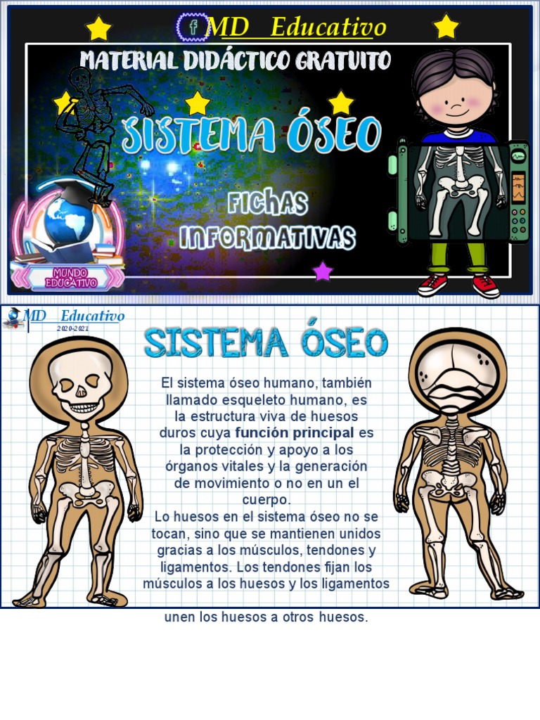 Fichas Del Sistema Oseo | PDF | Cráneo | Esqueleto