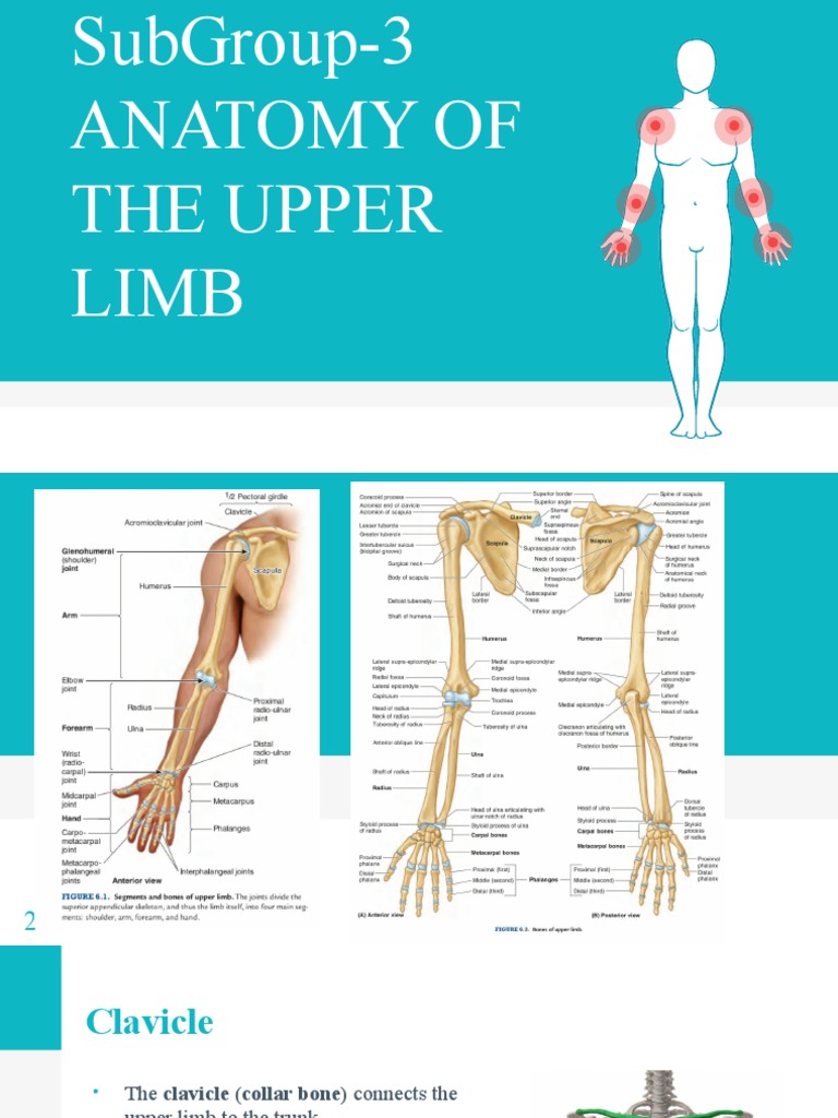 Anatomy of the Upper Limb: Bones, Fascia, Muscles, and Brachial Plexus ...