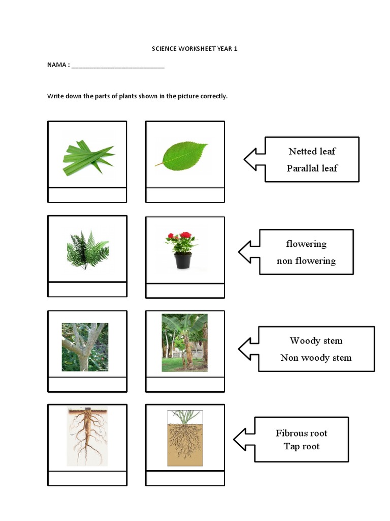 SCIENCE WORKSHEET YEAR 1 Plants | PDF