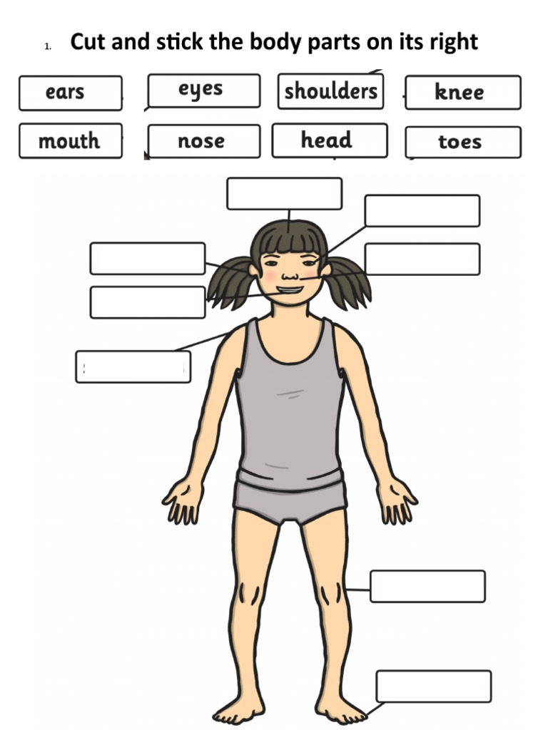 Cut and Stick The Body Parts On Its Right | PDF