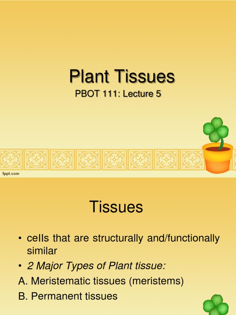 Lecture 6.plant Tissues | PDF | Tissue (Biology) | Plant Stem