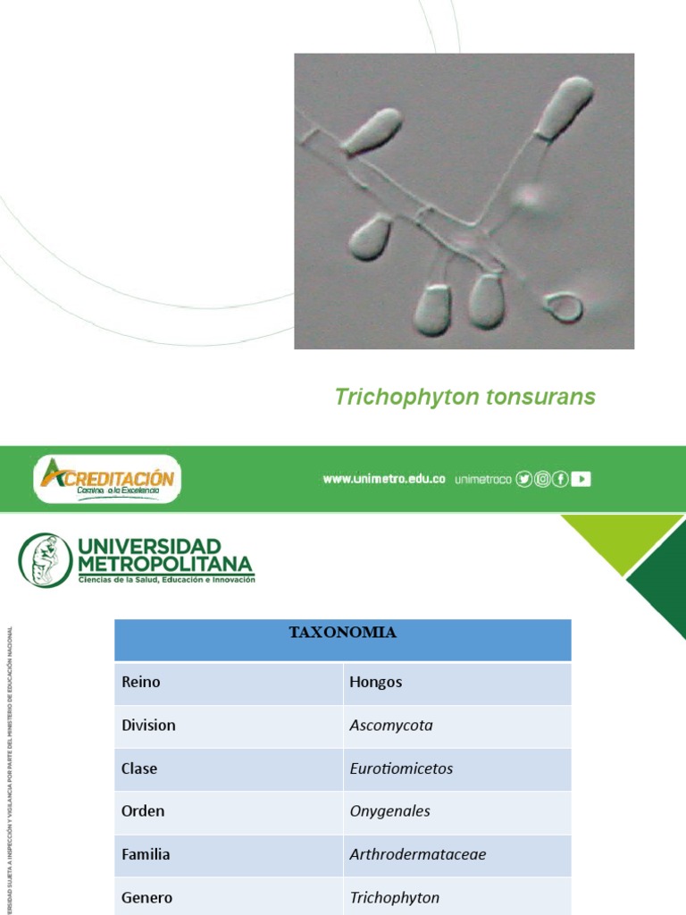 Características de Trichophyton tonsurans | PDF