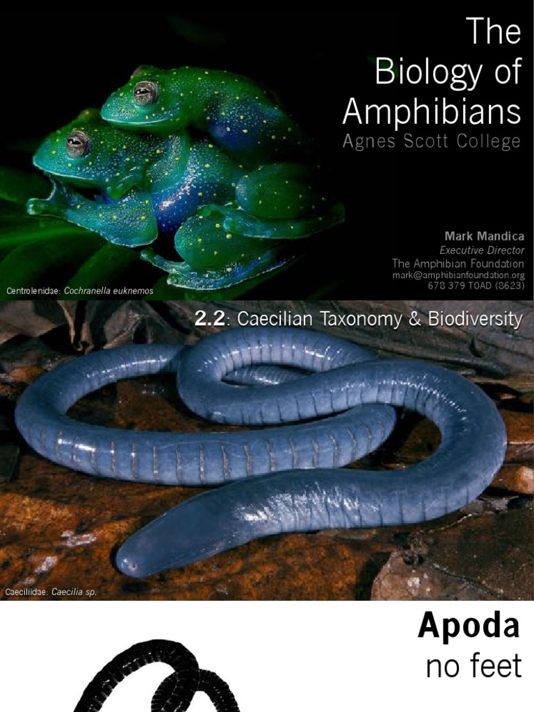 Caecilian Taxonomy and Biodiversity | PDF | Amphibian | Vertebrates