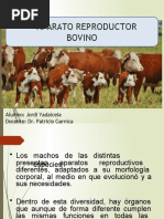 Fisiologia Del Gallo | PDF | Testículo | Pene