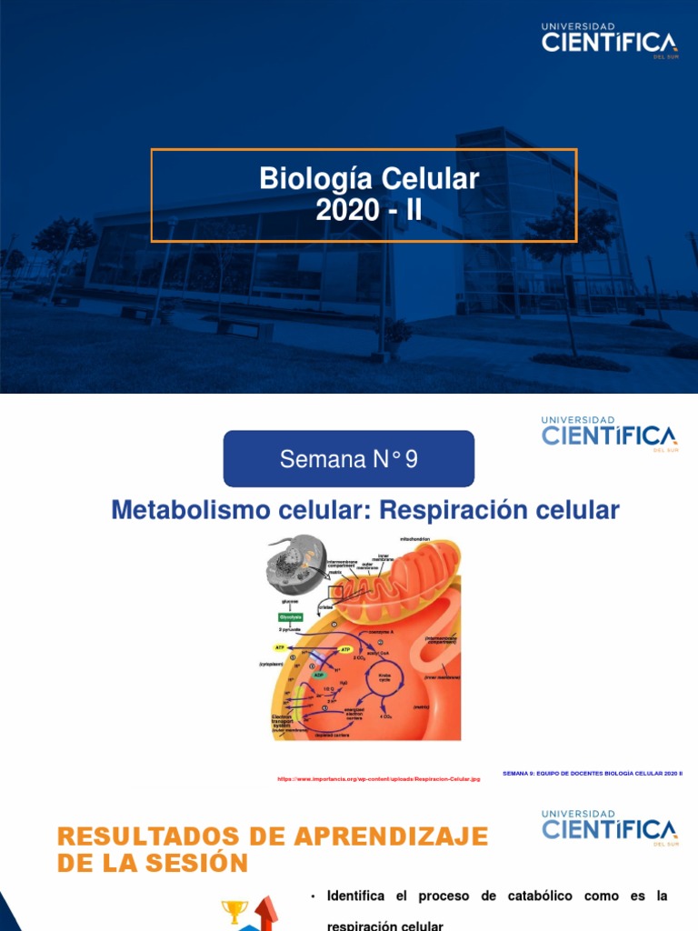 Clase N8 (Semana 9 Respiracion Celular) Sesión 27 - 2020-2 PDF | PDF | Metabolismo | Fermentación