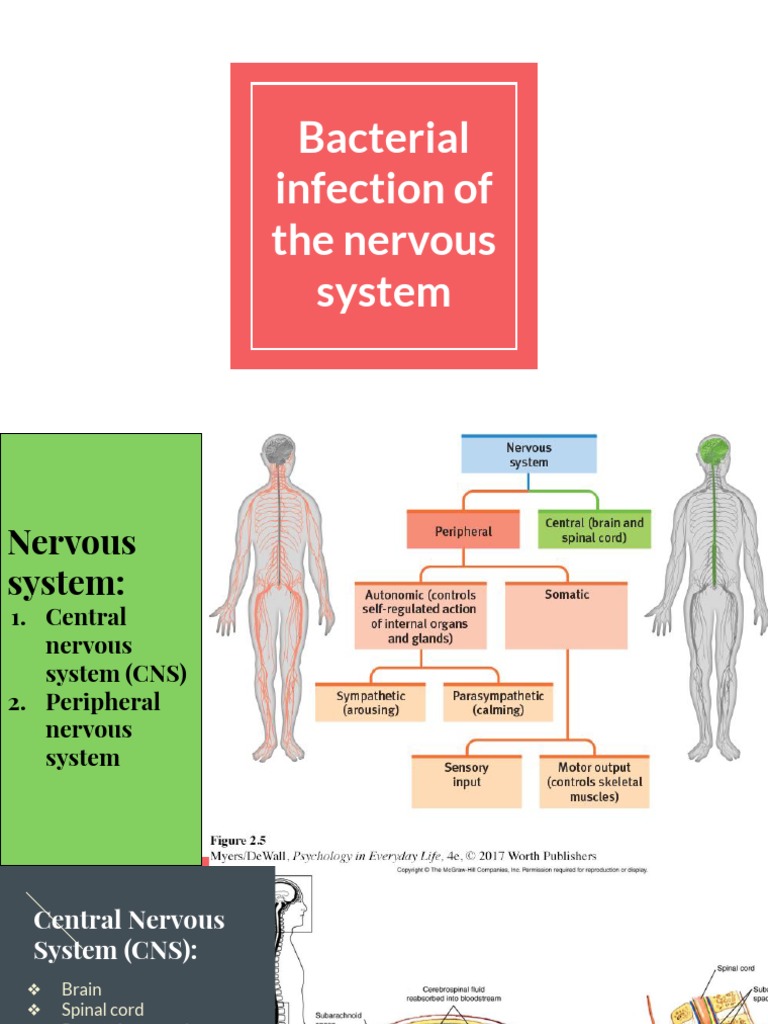 Bacterial Infection of The Nervous System | PDF | Meningitis | Infection