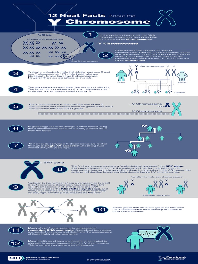 12 Neat Facts About the Y Chromosome: Insights into the Unique ...