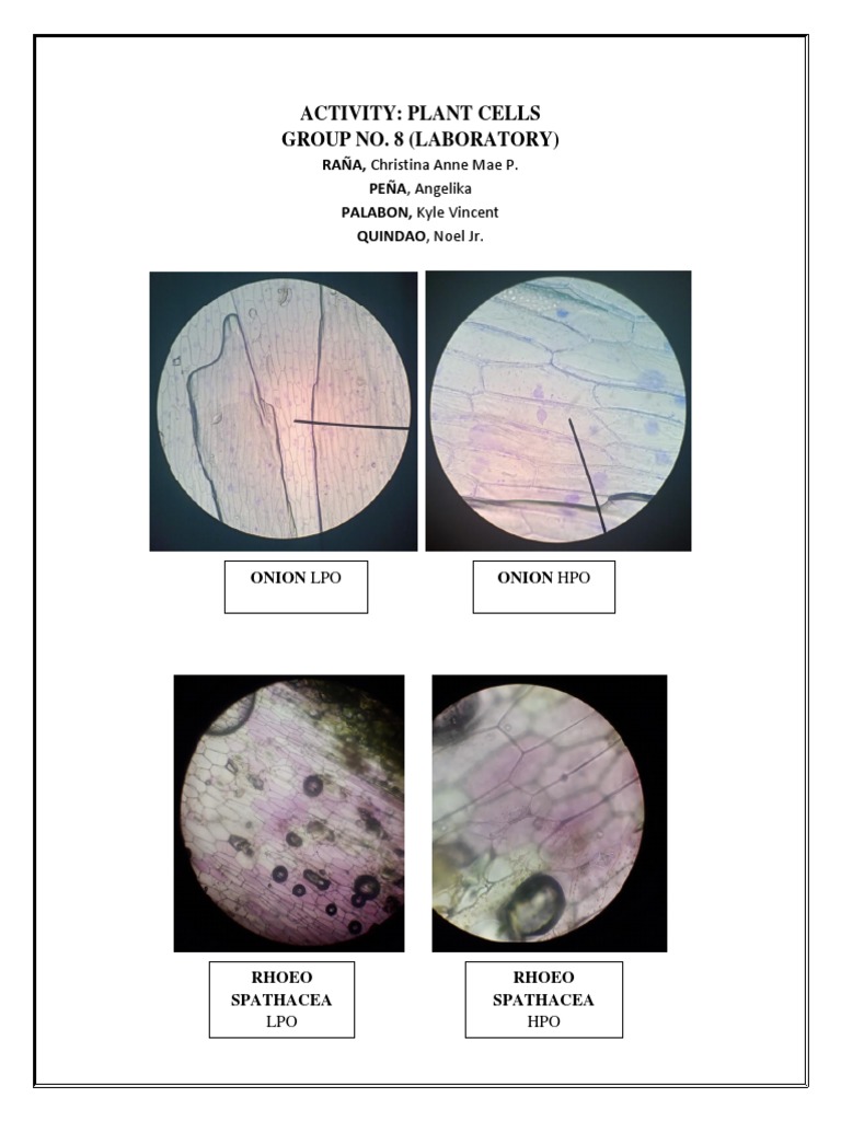 Activity: Plant Cells Group No. 8 (Laboratory) | PDF