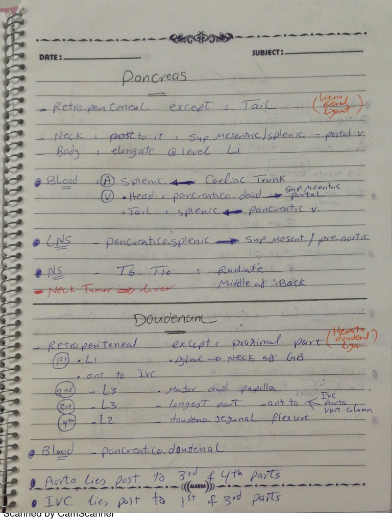 Abdomen Anatomy | PDF