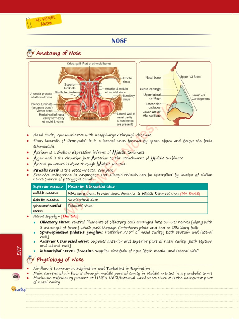 ENT Nose | PDF | Human Nose | Larynx
