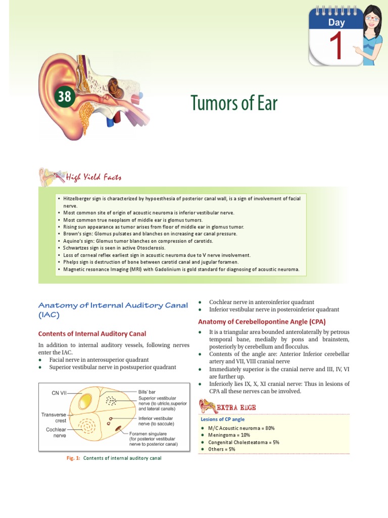 Tumors of Ear: High Yield Facts | PDF | Ear | Neurology
