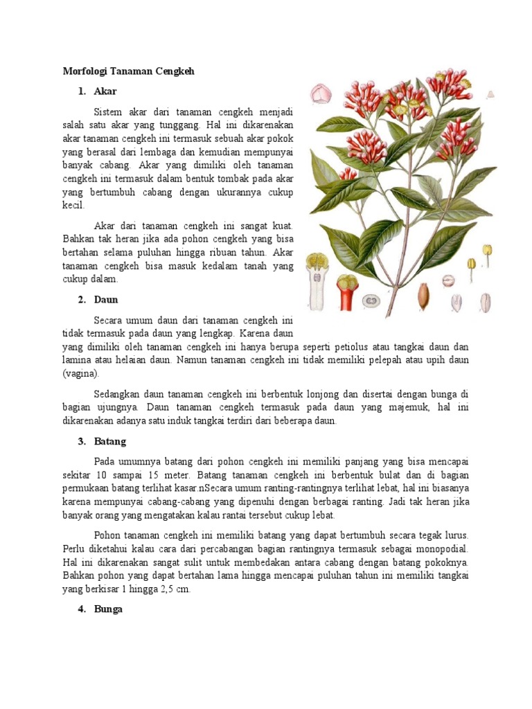 Morfologi Tanaman Cengkeh | PDF