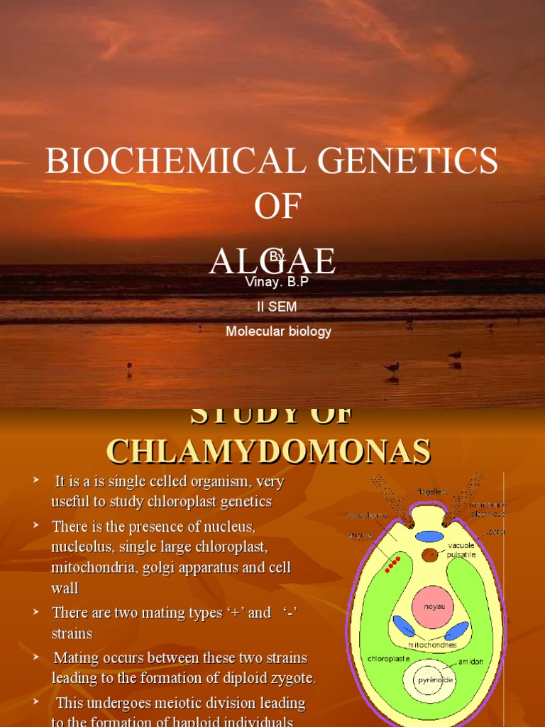 Biochemical Genetics of Algae | PDF | Genetics | Gene