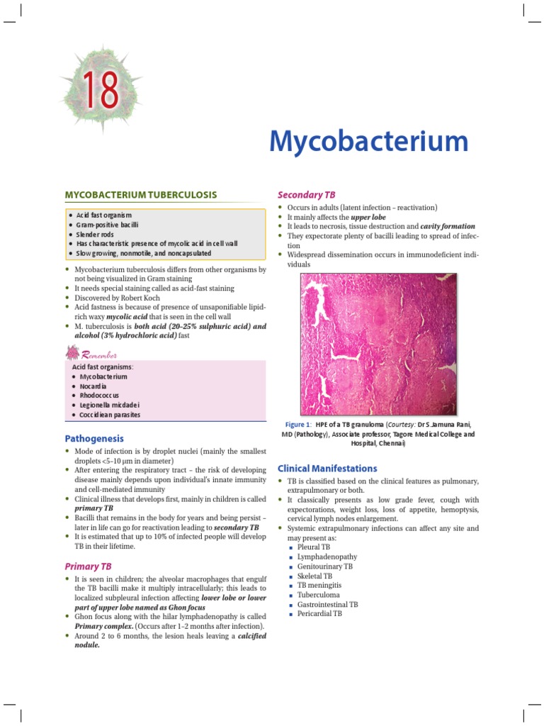 Mycobacterium | PDF | Tuberculosis | Mycobacterium